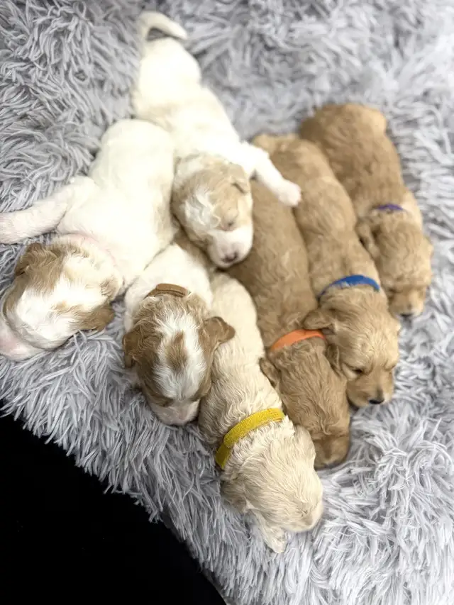 Toy-Mini Poodle | Dogs & Puppies for Rehoming | Richmond | Free local ...