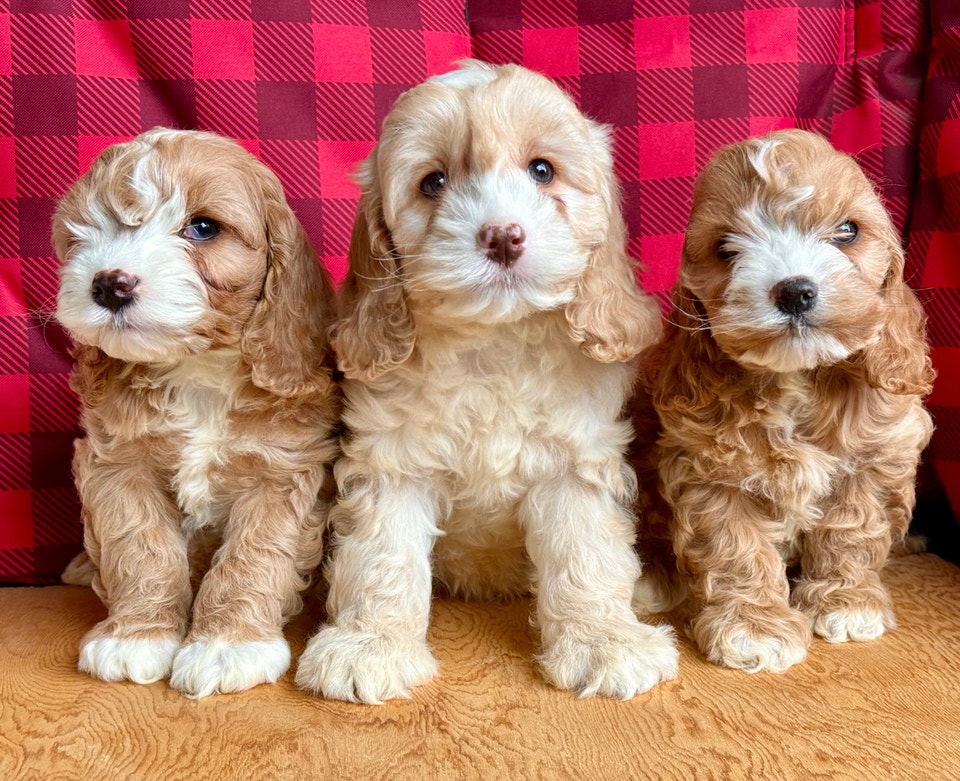 mini cockapoo puppies | Dogs & Puppies for Rehoming | City of Montréal ...