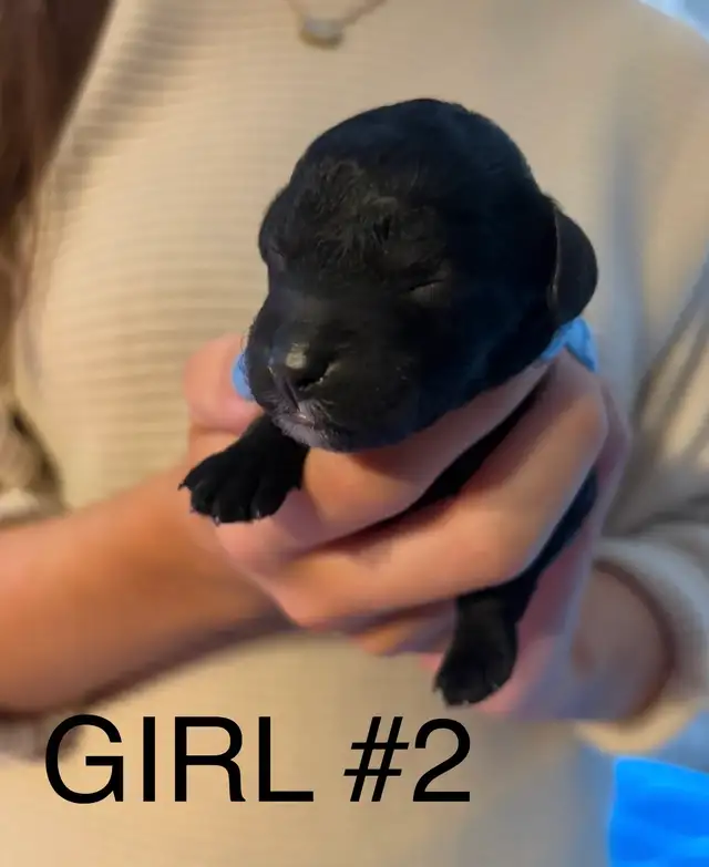 Cockapoo Puppies | Dogs & Puppies for Rehoming | Charlottetown | Free ...