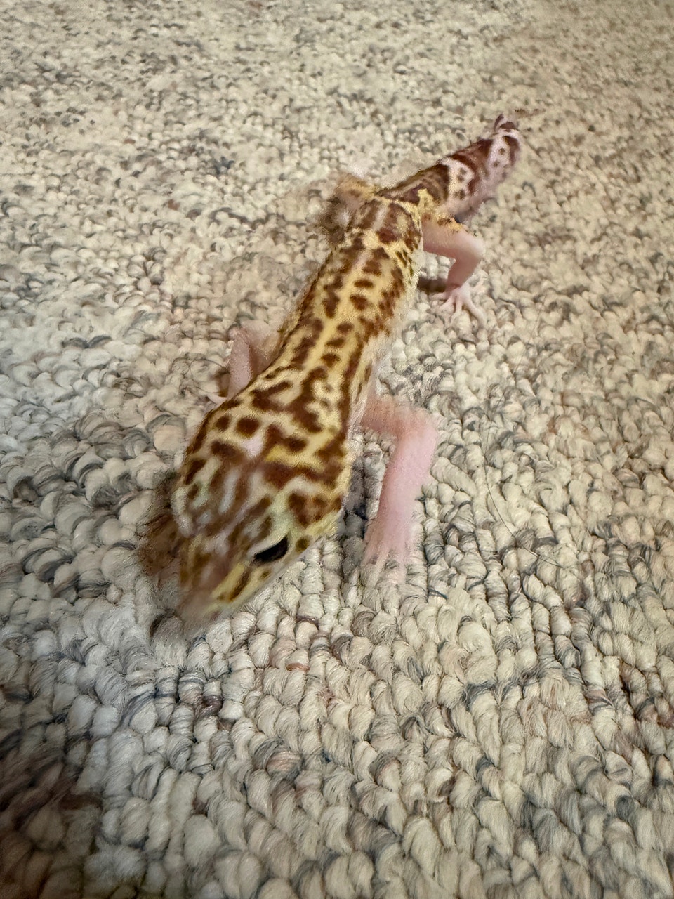 Leopard Gecko male 1yr | Reptiles & Amphibians for Rehoming | Calgary ...