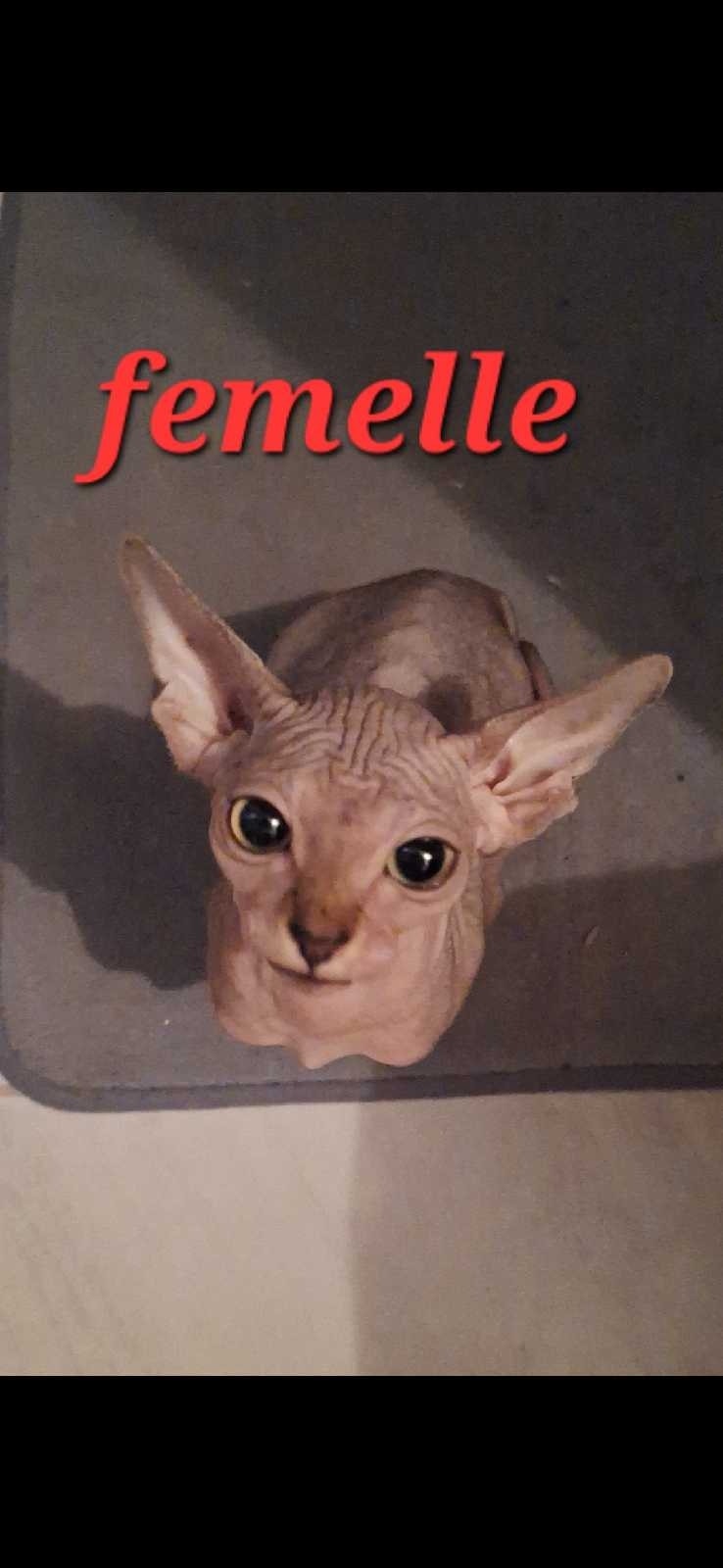 sphynx bb | Cats & Kittens for Rehoming | Sherbrooke | Free local ...