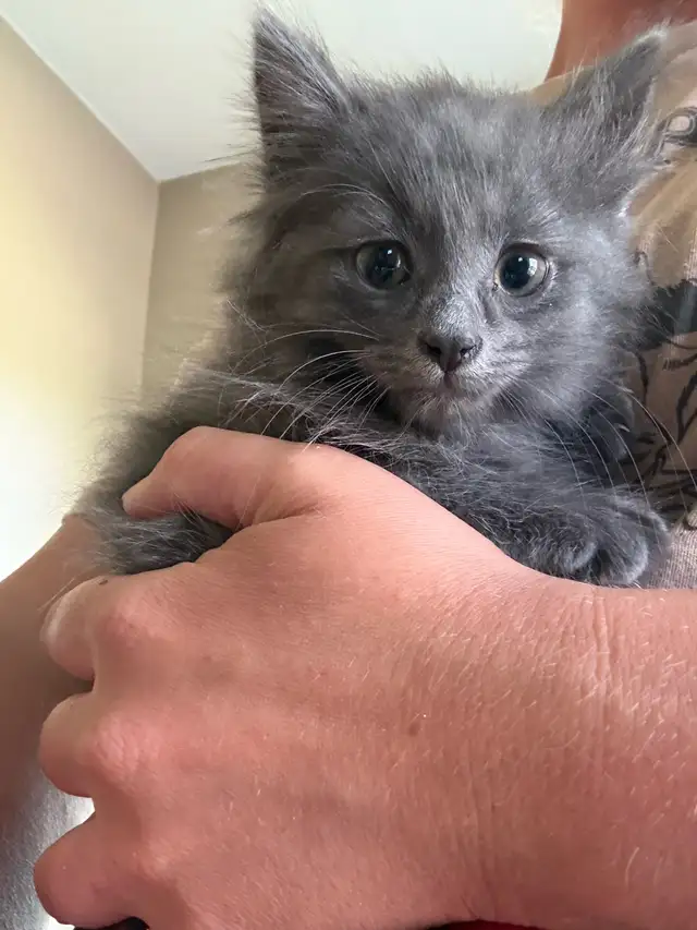 3 kittens | Cats & Kittens for Rehoming | Peterborough | Free local ...