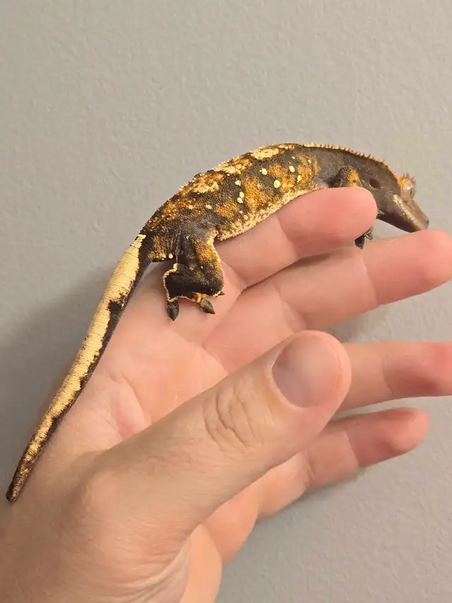 Female Juvenile Tri color crested gecko | Reptiles & Amphibians for ...