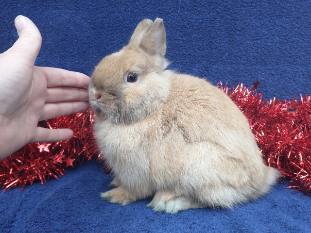 Baby Netherland dwarf, mini rex, Holland lop, & lionhead rabbits ...