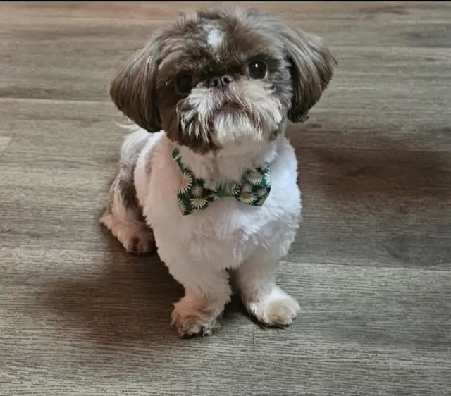 ️ BEAUTIFUL QUALITY TINY TOY SHIH POO PUPPIES ️ | Dogs & Puppies for ...