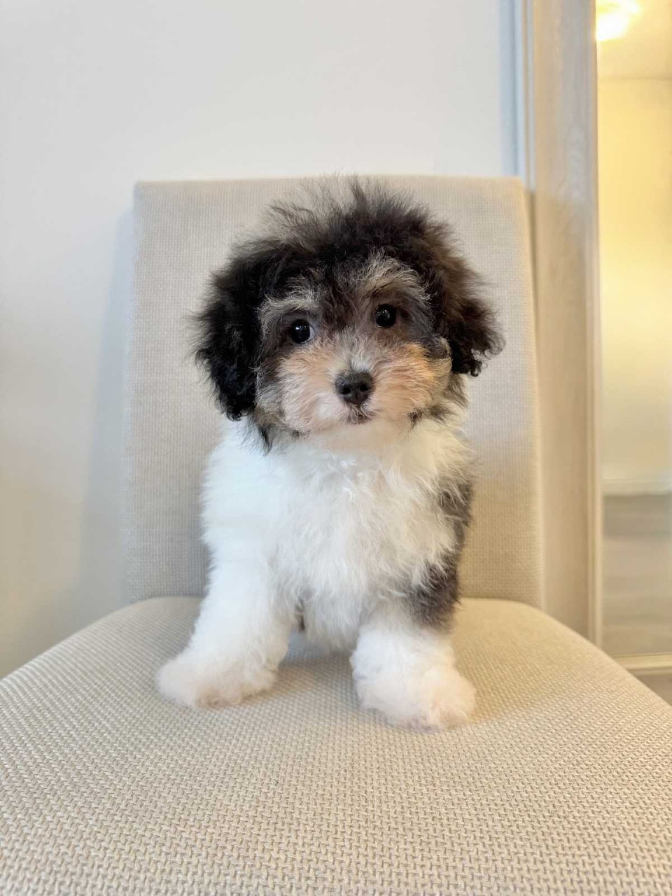 Teddy Bear Bichonpoo Puppy- Toy Poodle - 1 left | Dogs & Puppies for ...