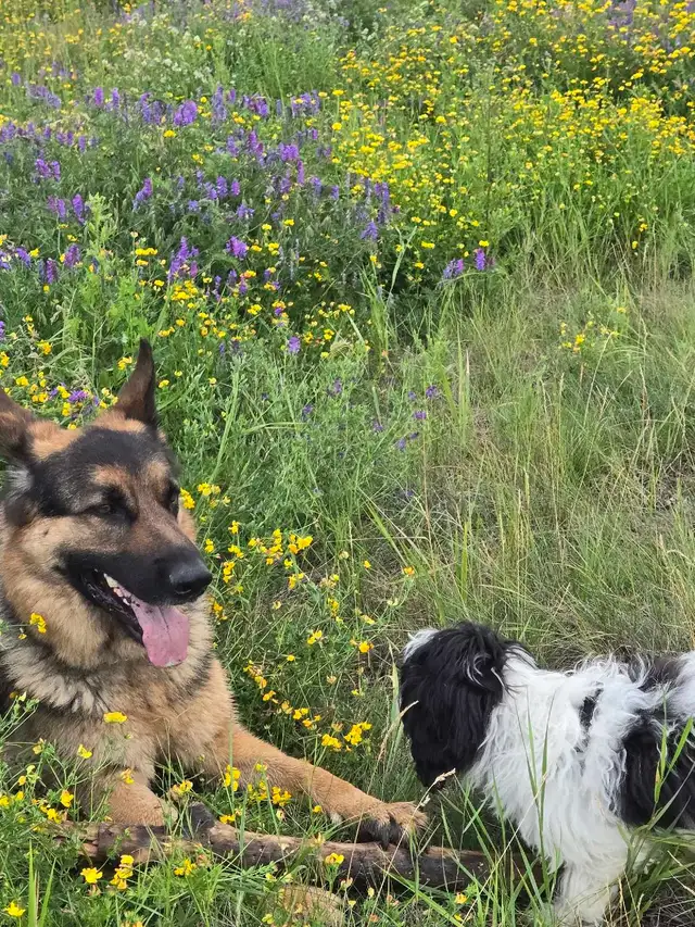 Meet Bjorn the 3 year old German shepherd for rehoming | Dogs & Puppies ...