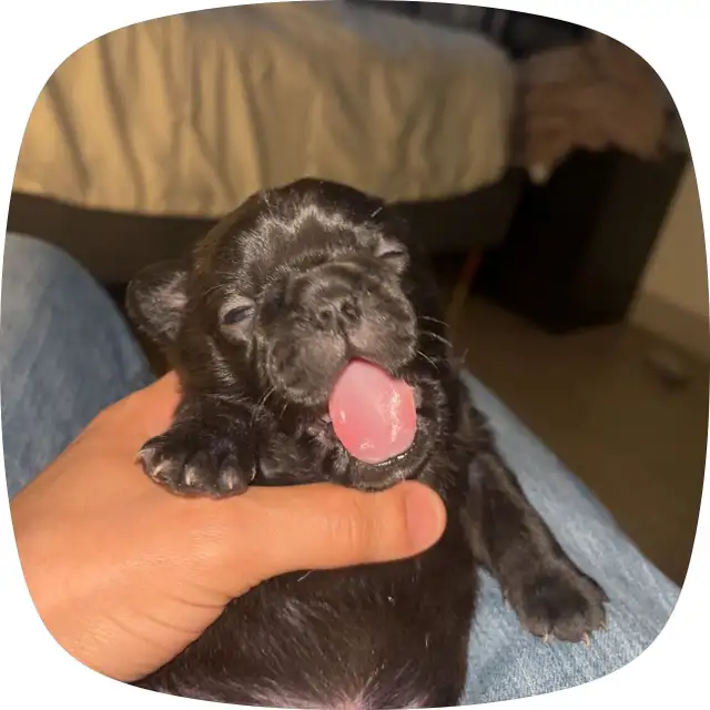 chiot frug/ french pug/french bulldogX carlin | Dogs & Puppies for ...