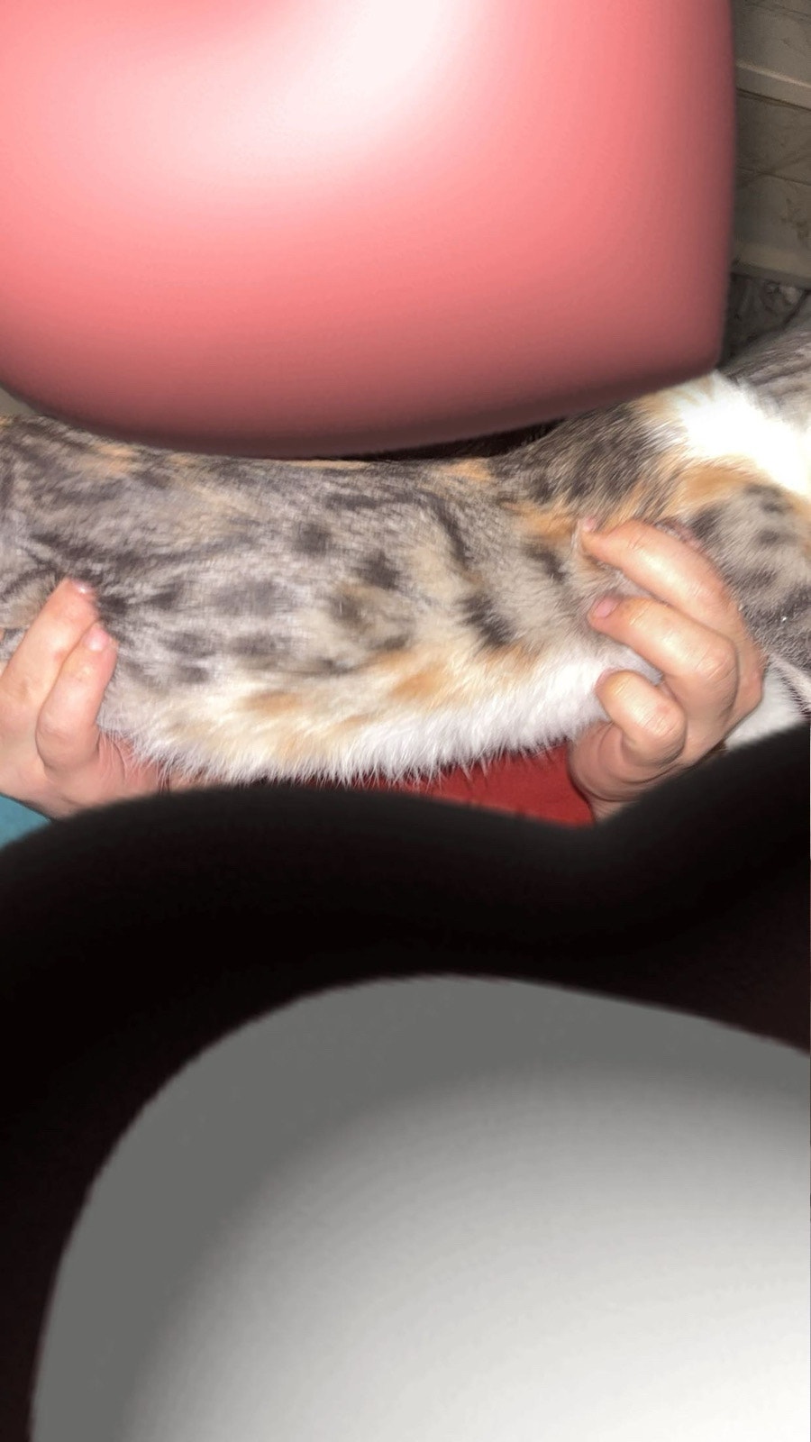 Amazing Bengal/Calico | Cats & Kittens for Rehoming | Ottawa | Free ...