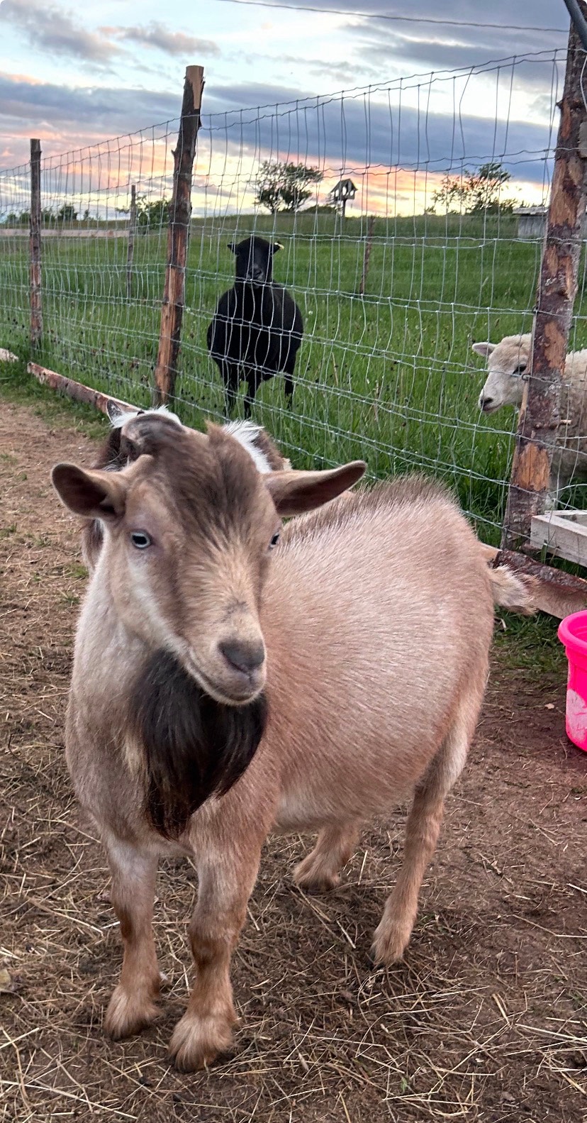 Nigerian dwarf buck gold with blue eyes | Livestock | Moncton | Free ...