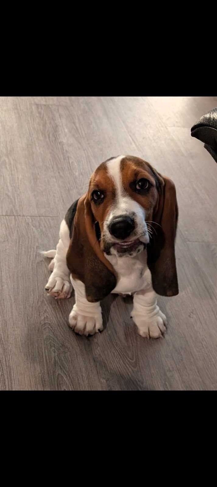 1 basset hound puppy left | Dogs & Puppies for Rehoming | Portage la ...