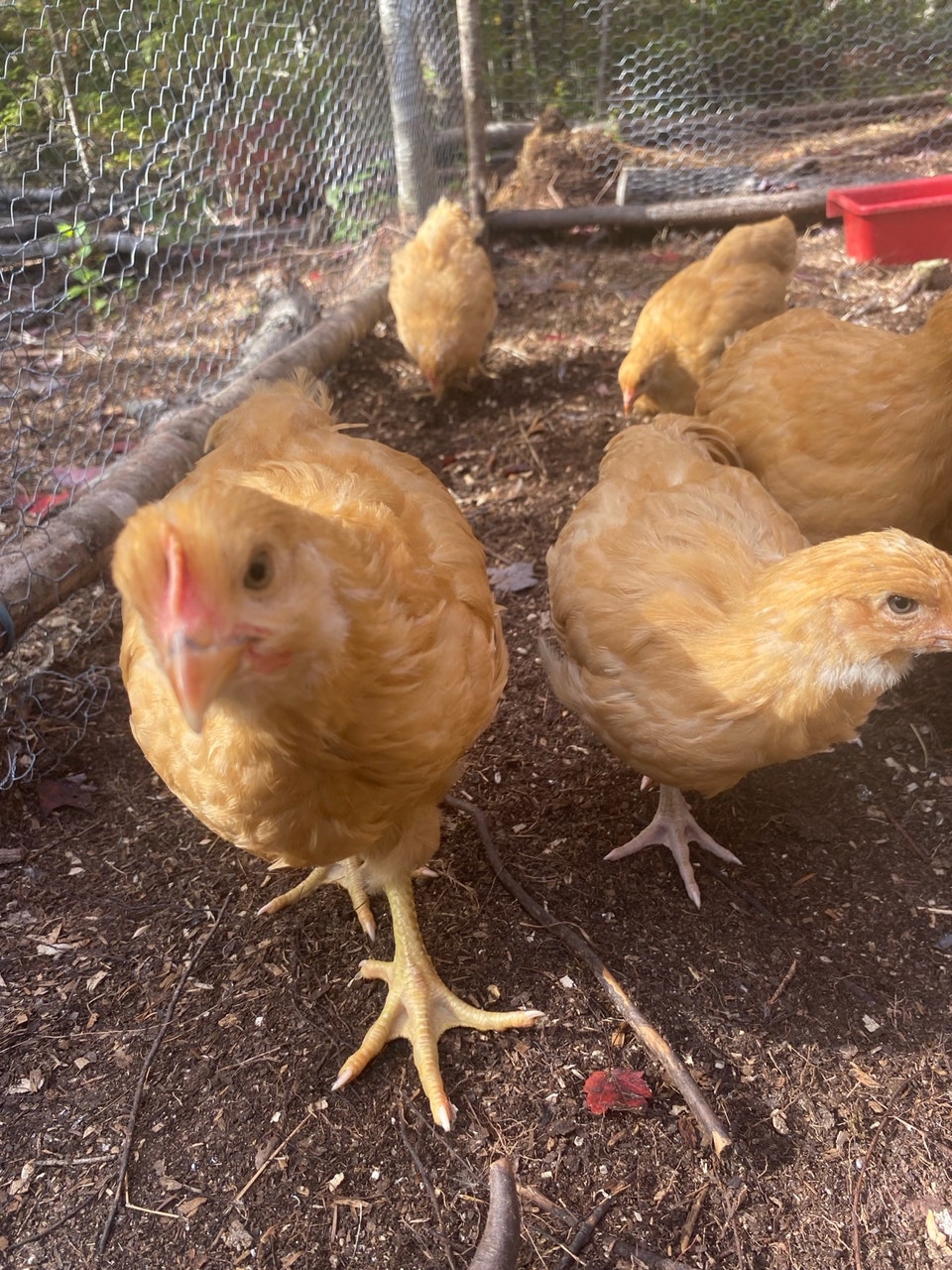 *Only 2 LEFT* Baby Buff Orpington Roos | Livestock | Cape Breton | Free local classifieds - Kijiji