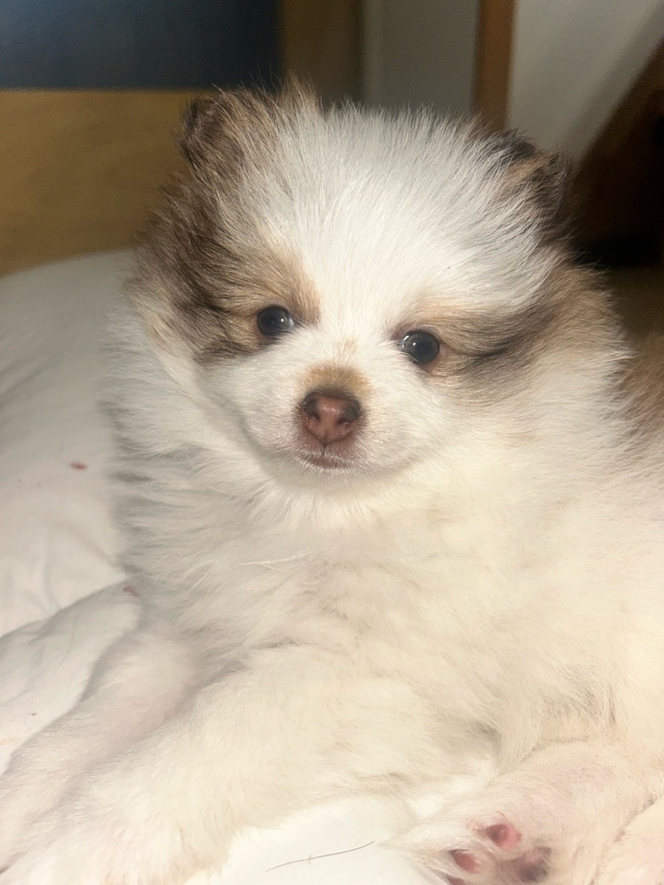 Poméraniens à vendre / élevage familial | Dogs & Puppies for Rehoming ...