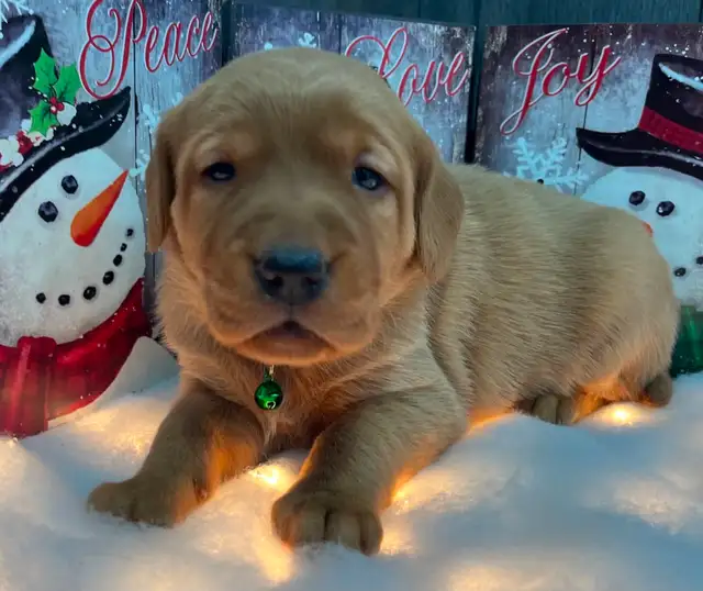 Candyville's Goldador (Lab/Retriever) Pups | Dogs & Puppies for ...