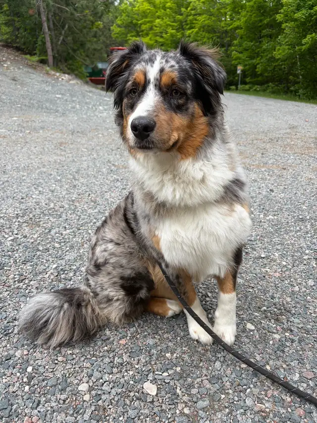 Australian shepherd blue Merle 10months | Dogs & Puppies for Rehoming ...
