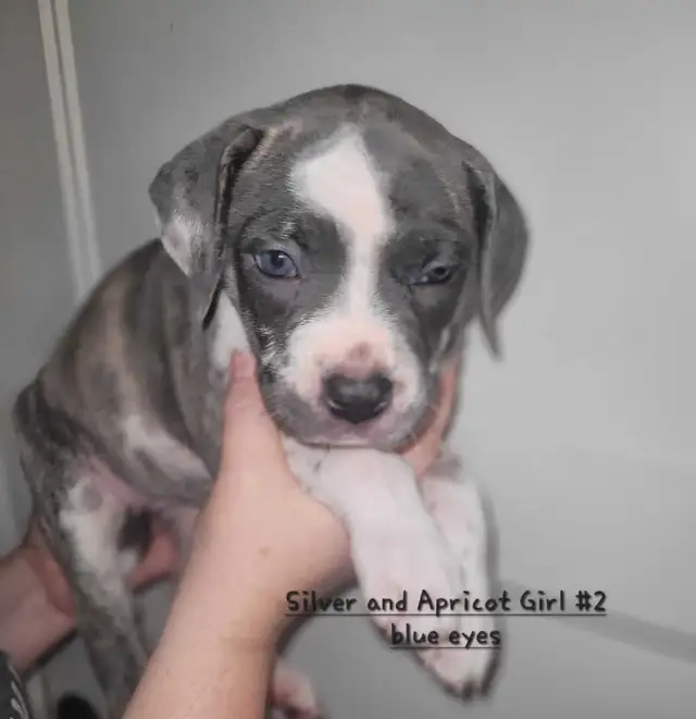 Puppies (Alapaha Blue Blood Bulldog X English Mastiff | Dogs & Puppies ...