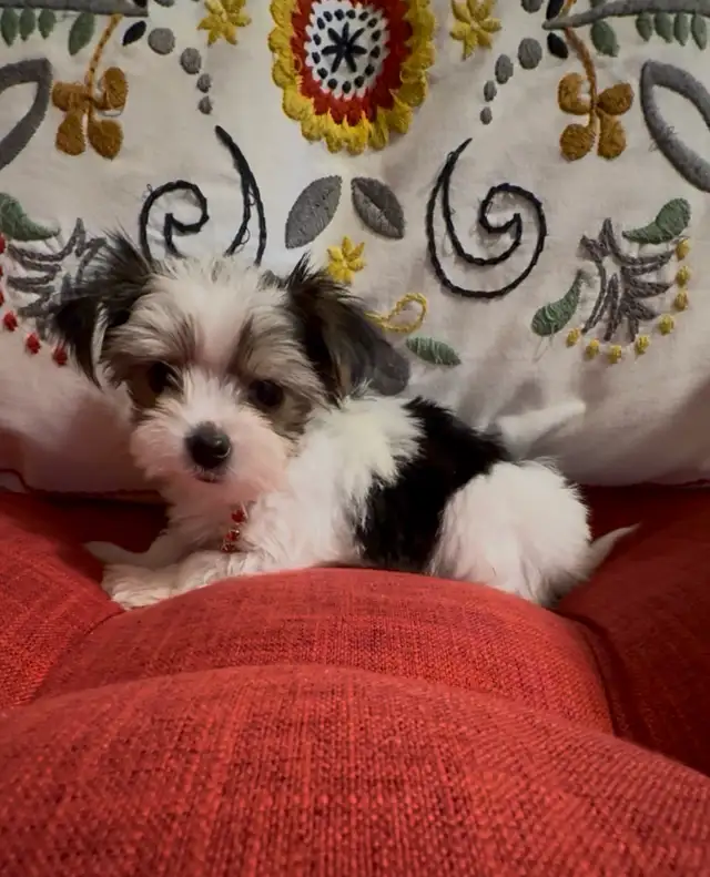 Chiot mâle Mini petit Morkie Biewer ( Bichon/ Yorkshire Biewer) | Dogs ...