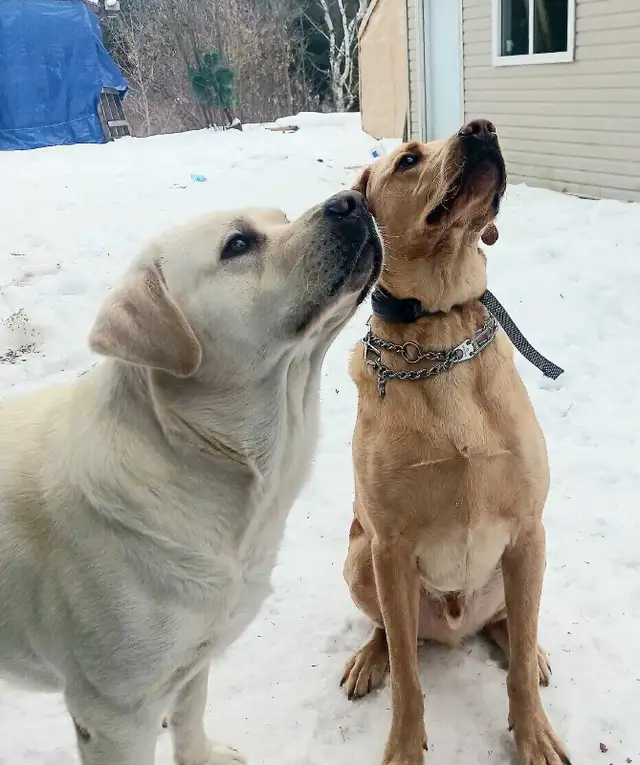 Pure bred labrador retriever puppies (updates) | Dogs & Puppies for ...