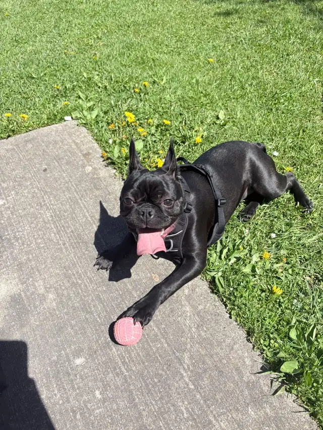 Petite frenchton bouledogue français mélanger Boston terrier | Dogs ...