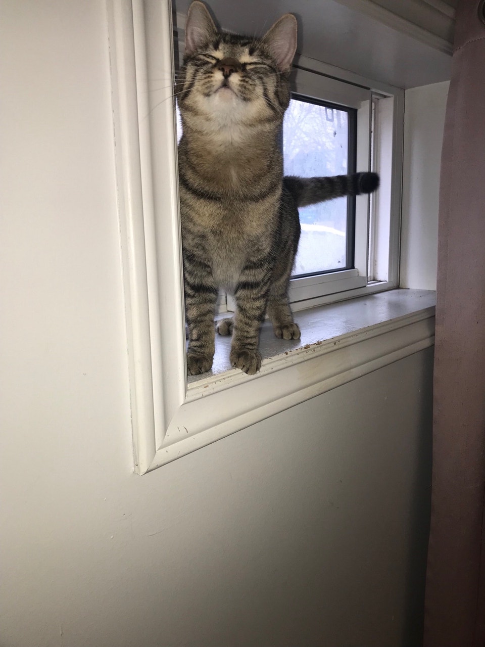 Sister kittens | Cats & Kittens for Rehoming | London | Free local ...