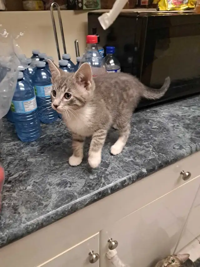 3 Russian blue mix x lynx pointer Siamese | Cats & Kittens for Rehoming ...