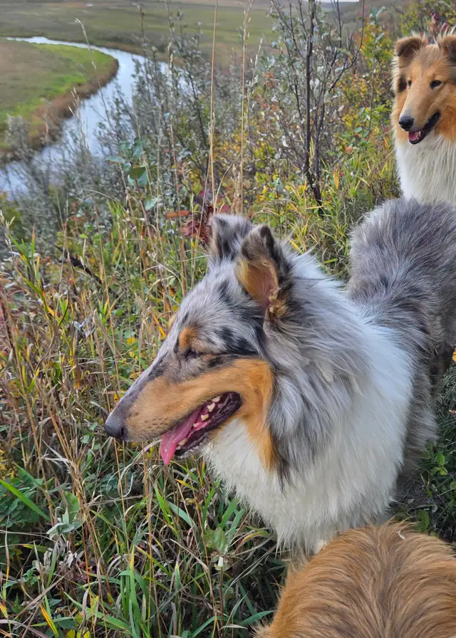 Rough Collies from Champion Lines-CKC papers | Dogs & Puppies for ...