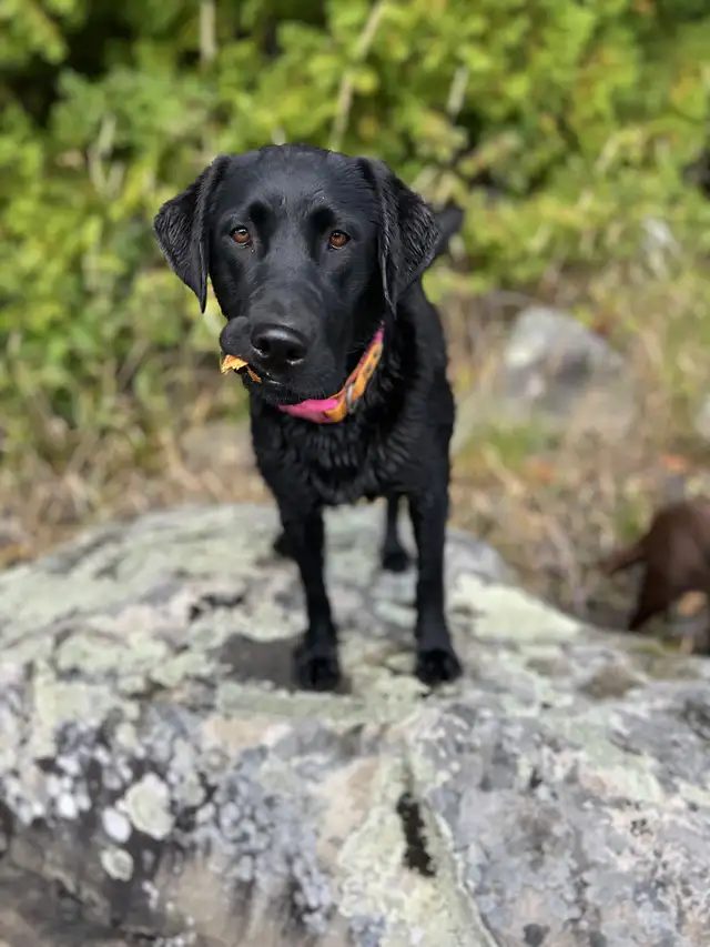 LABRADOR RETRIEVER PUPPIES !!! READY EARLY JANUARY !! | Dogs & Puppies ...