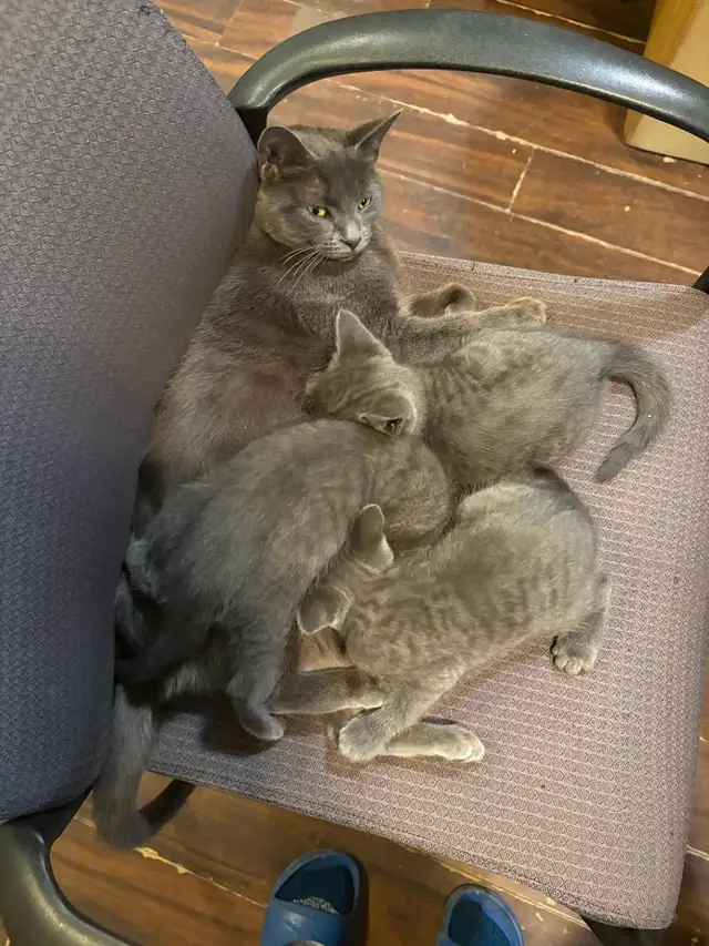 Kittens for Christmas | Cats & Kittens for Rehoming | St. Albert | Free ...