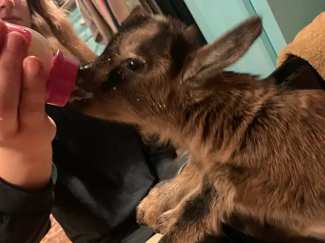 Stunning purebred Nigerian Dwarf Buckling | Livestock | Truro | Free ...