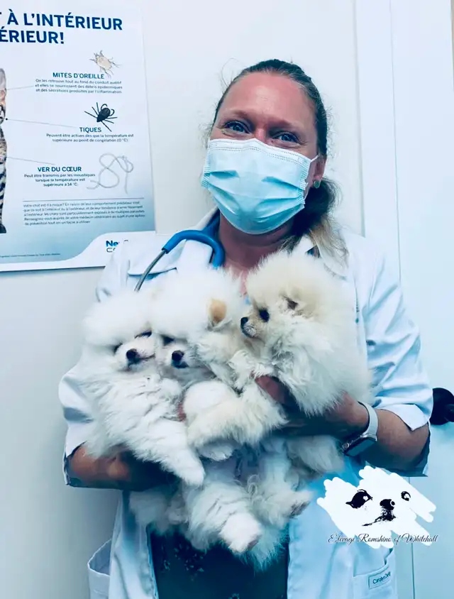 Top quality white Pomeranians, ckc registered parent | Dogs & Puppies ...