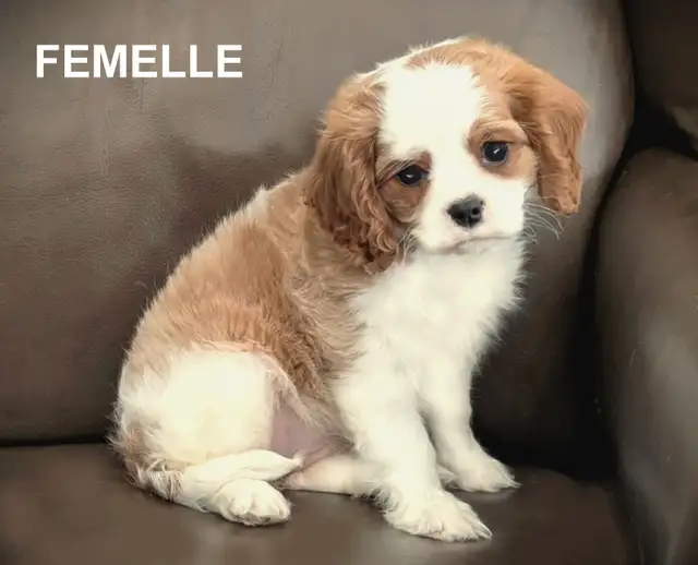 CAVALIER KING CHARLES - FEMELLE - Chiot | Dogs & Puppies for Rehoming ...