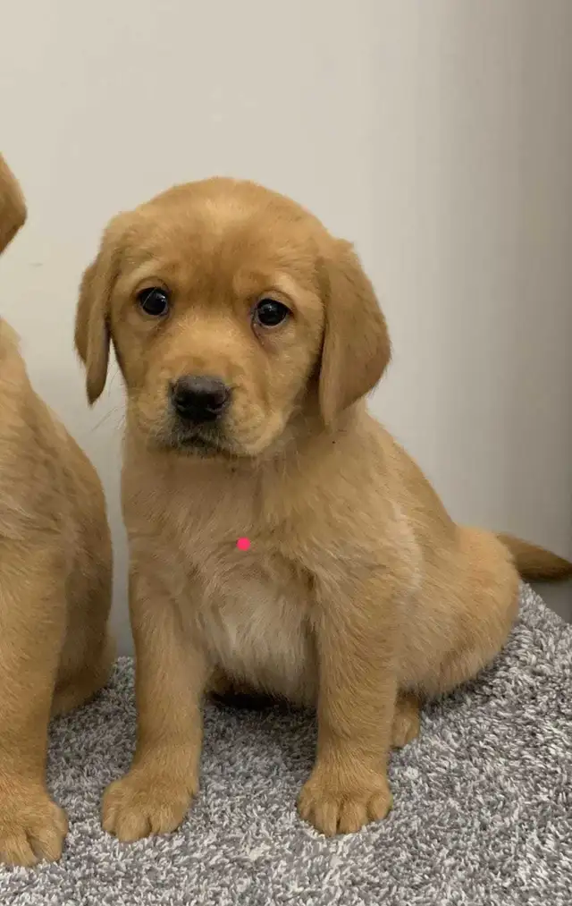 LAB RETRIEVER PUPPIES | Dogs & Puppies for Rehoming | London | Free ...