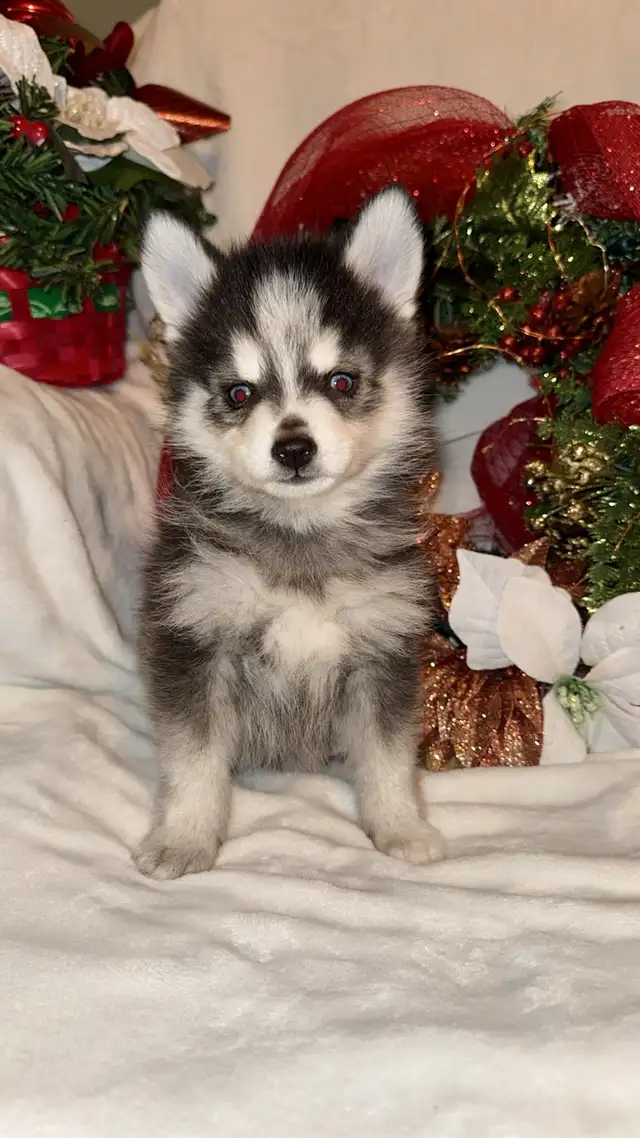 Pomsky F4 | Dogs & Puppies for Rehoming | Longueuil / South Shore ...