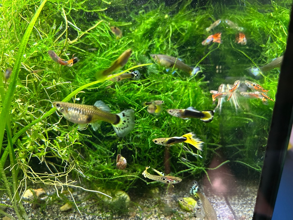 Guppys mixtes - Mixed guppies | Fish for Rehoming | Laval / North Shore ...