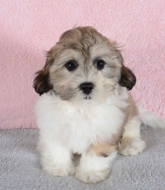 Cute Shih-Tzu x Poodle Puppies - Shih-Poo's | Dogs & Puppies for ...
