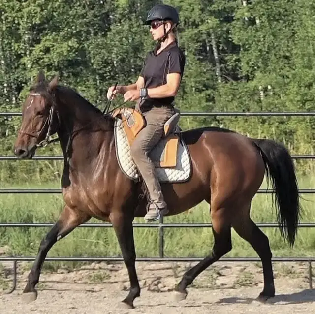 2019 Azteca (Andalusian x QH) Mare | Horses & Ponies for Rehoming | Kelowna | Free local ...