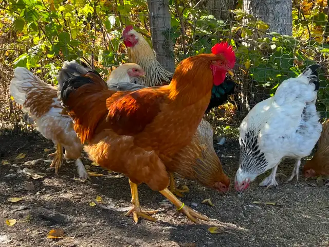 3 white & black roosters - pets, breeders or butcher | Livestock ...