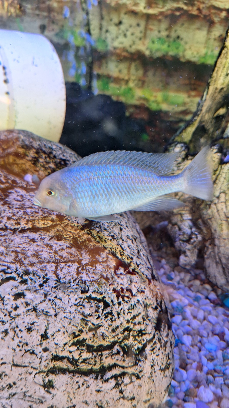 Blue dolphin african cichlid | Fish for Rehoming | Ottawa | Free local ...