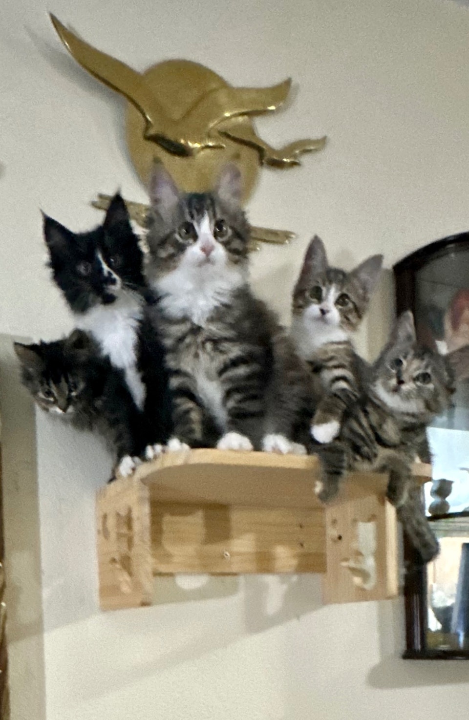 Mainecoon Ragdoll Cross kittens -8 Weeks | Cats & Kittens for Rehoming ...