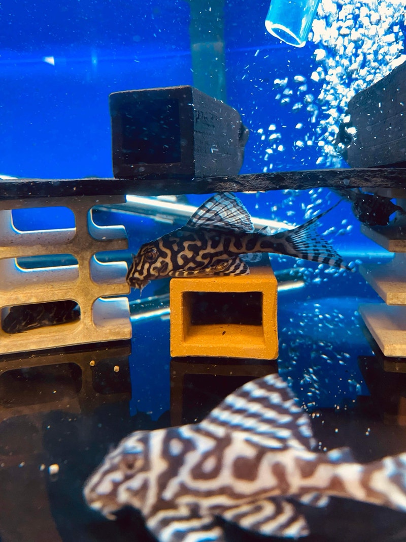 Stunning L236 sw plecos 2.5 inch plus | Fish for Rehoming | Edmonton ...