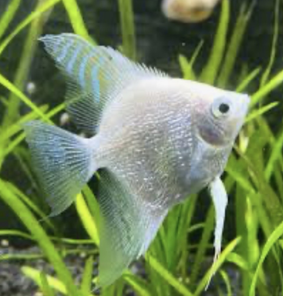 angelfish | Fish for Rehoming | Calgary | Free local classifieds - Kijiji