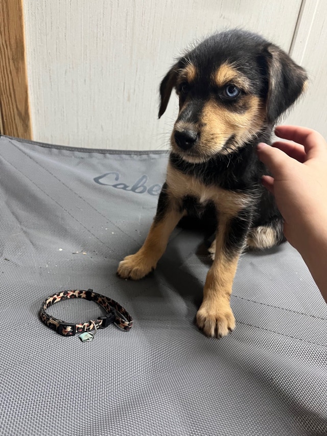 German shepherd x Airedale cross. | Dogs & Puppies for Rehoming ...