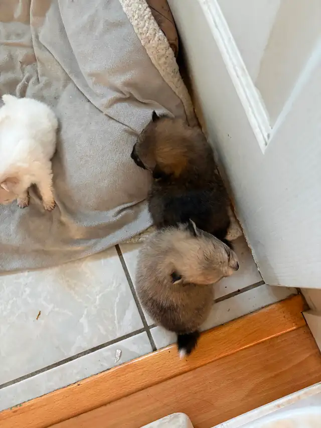 Pomeranian puppies | Dogs & Puppies for Rehoming | Vancouver | Free ...