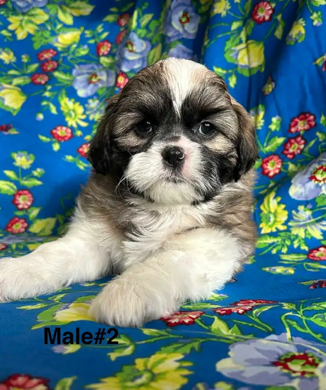 Bichon Shih Tzu Valentine’s Day Puppies – Boy Puppies | Dogs & Puppies ...