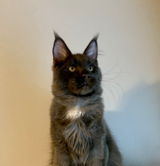 Purebred Maine Coon Young Adult - Boy | Cats & Kittens for Rehoming ...