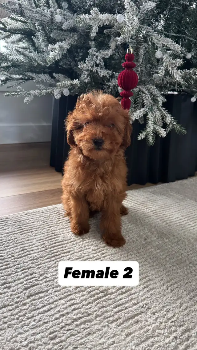 2 Miniature poodles left - Best Christmas present | Dogs & Puppies for ...
