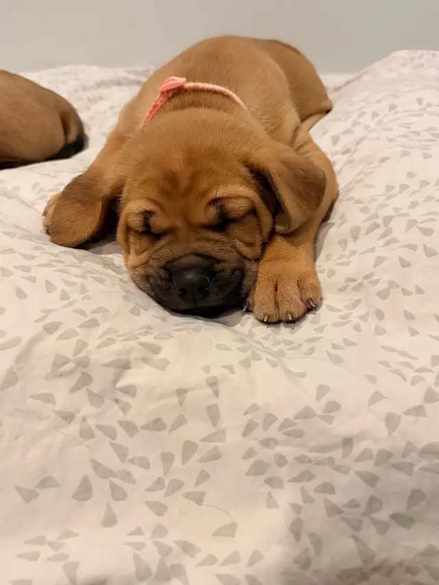 Cane Corso/ Rottweiler/ Blk Lab | Dogs & Puppies for Rehoming ...