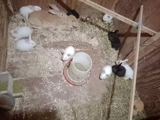 Lapine nouvelle Zélande avec ces bébé | Livestock | Shawinigan | Free ...