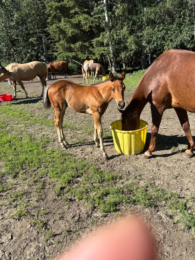 Registered quarter horse bay stud colt | Horses & Ponies for Rehoming ...