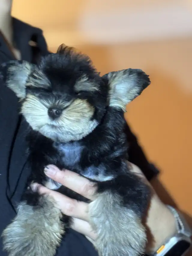 Toy schnauzer puppies looking for new home | Dogs & Puppies for ...